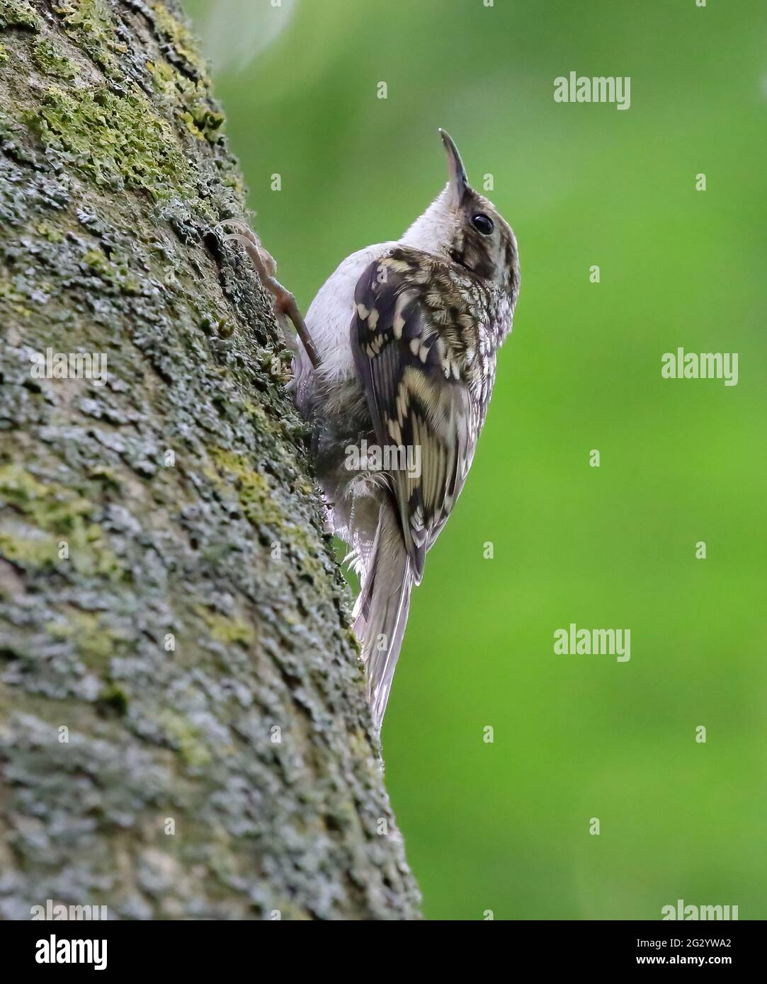 Common treecreeper certhia familiaris hi-res stock photography and ...