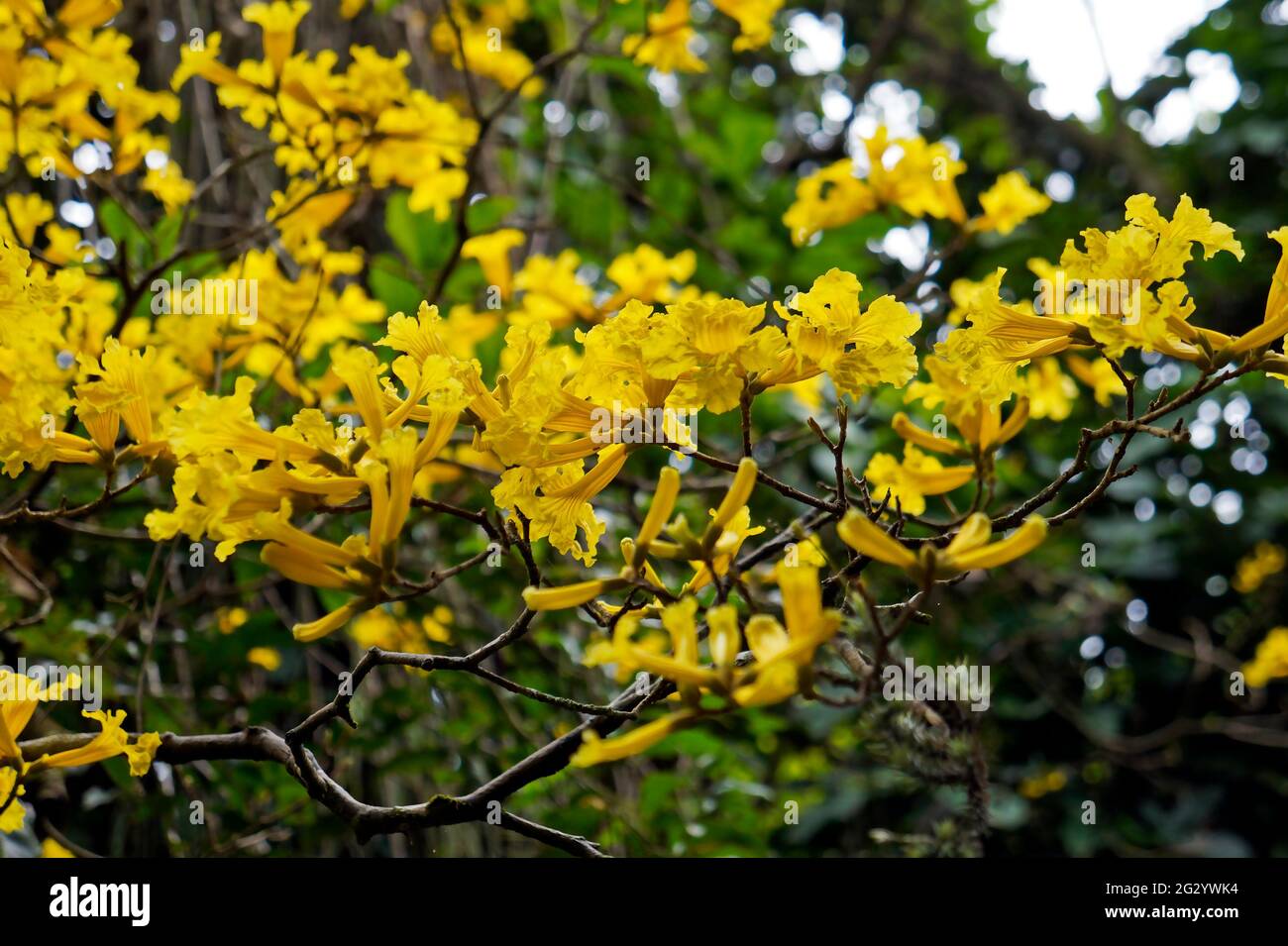 Golden trumpet tree or Yellow ipe tree (Handroanthus chrysotrichus) on ...