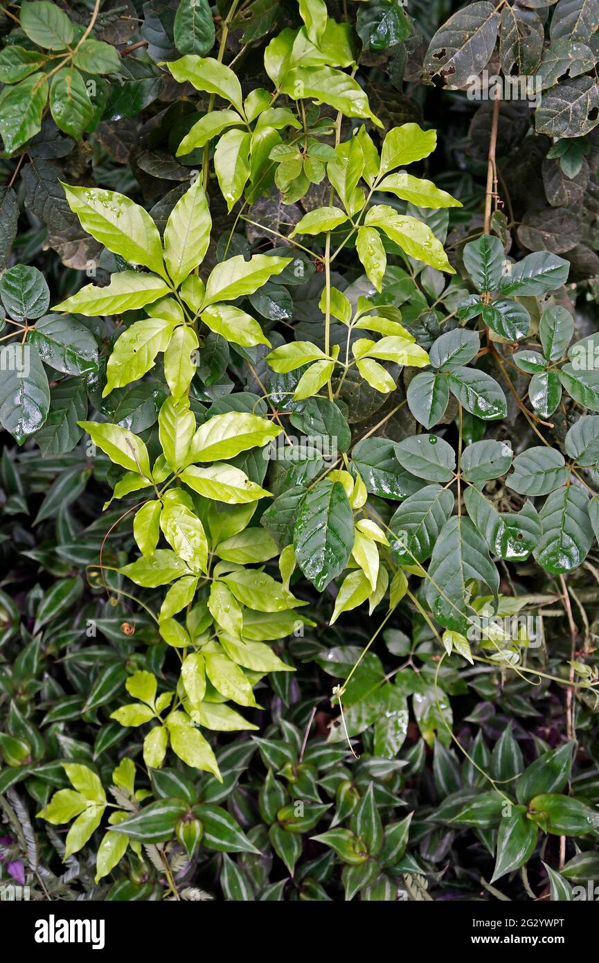 Creeper plant hi-res stock photography and images - Alamy