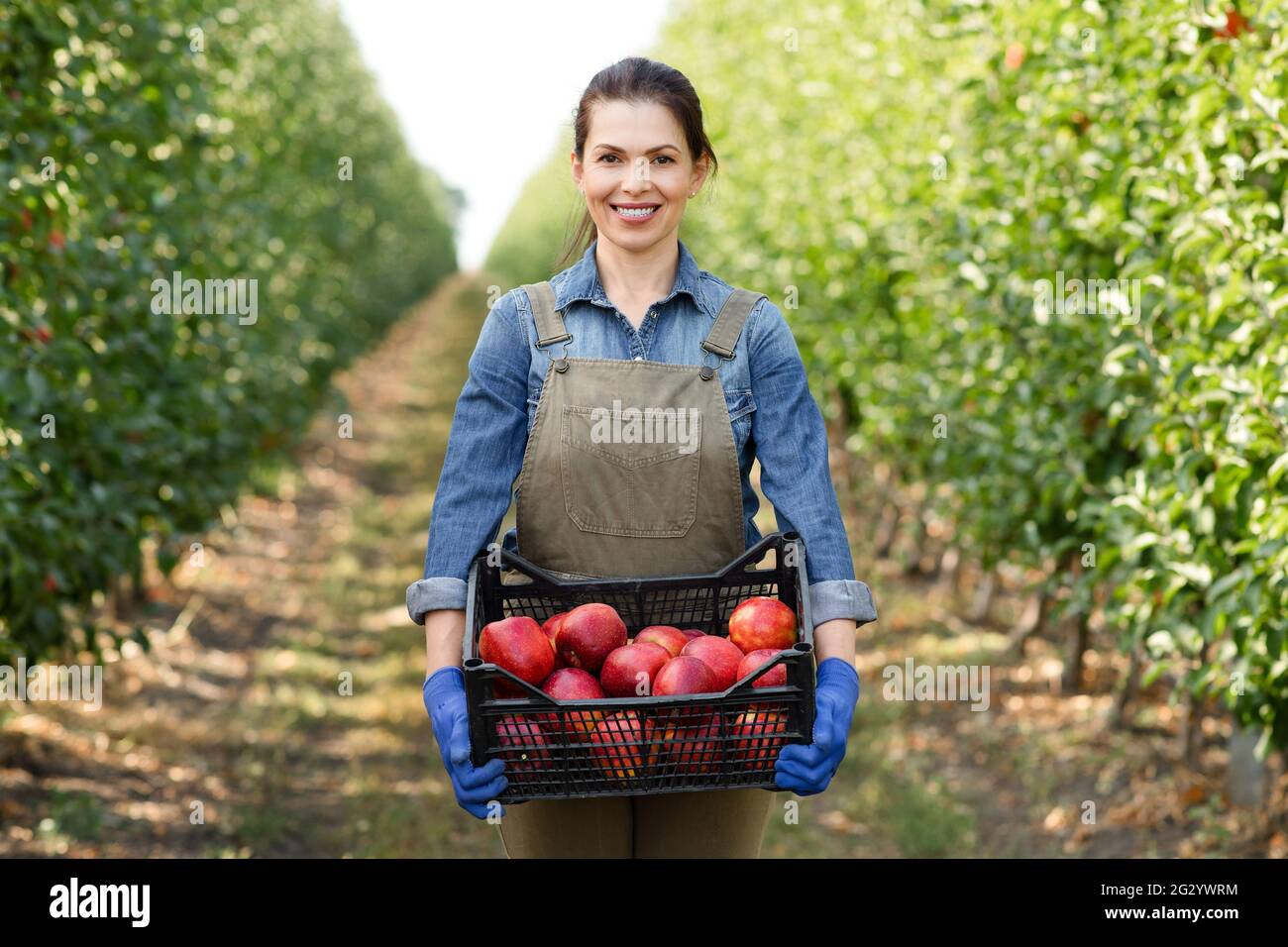 Eco farm work, harvesting, plant growing and fruit industry Stock Photo ...