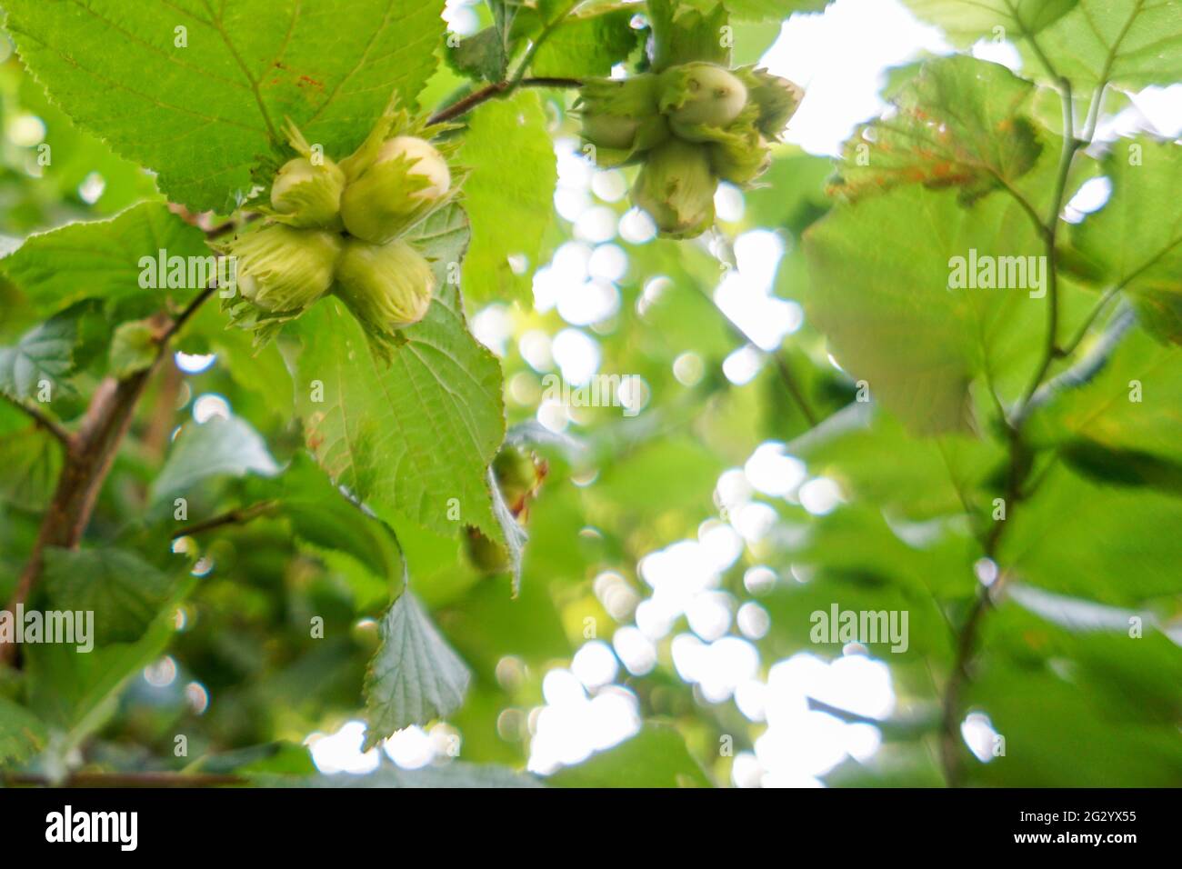 A low angle shot of growing Common hazel tree Stock Photo - Alamy