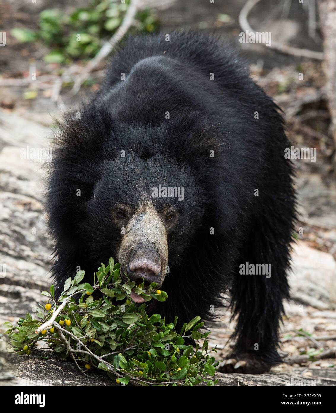 Baloo the bear hi-res stock photography and images - Alamy