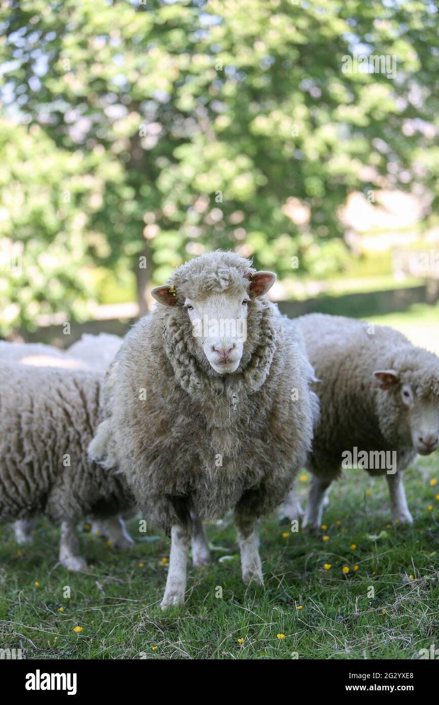 Three Dorset Poll Sheep in field before shearing, tree in background ...