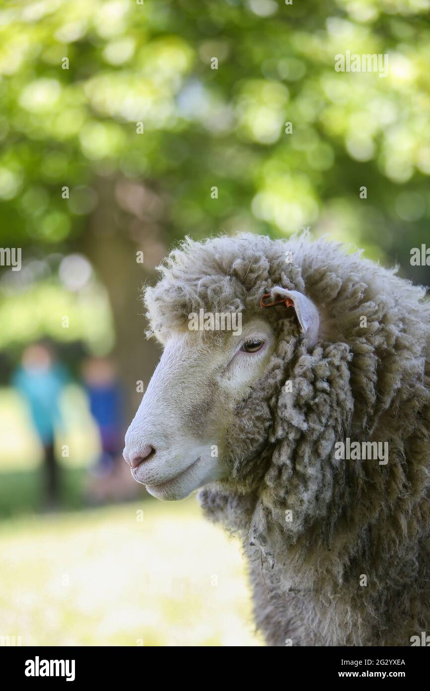 One Dorset Poll Sheep in field before shearing, children under tree in ...