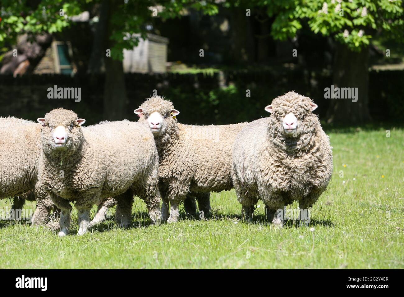 Dorset sheep hi-res stock photography and images - Alamy