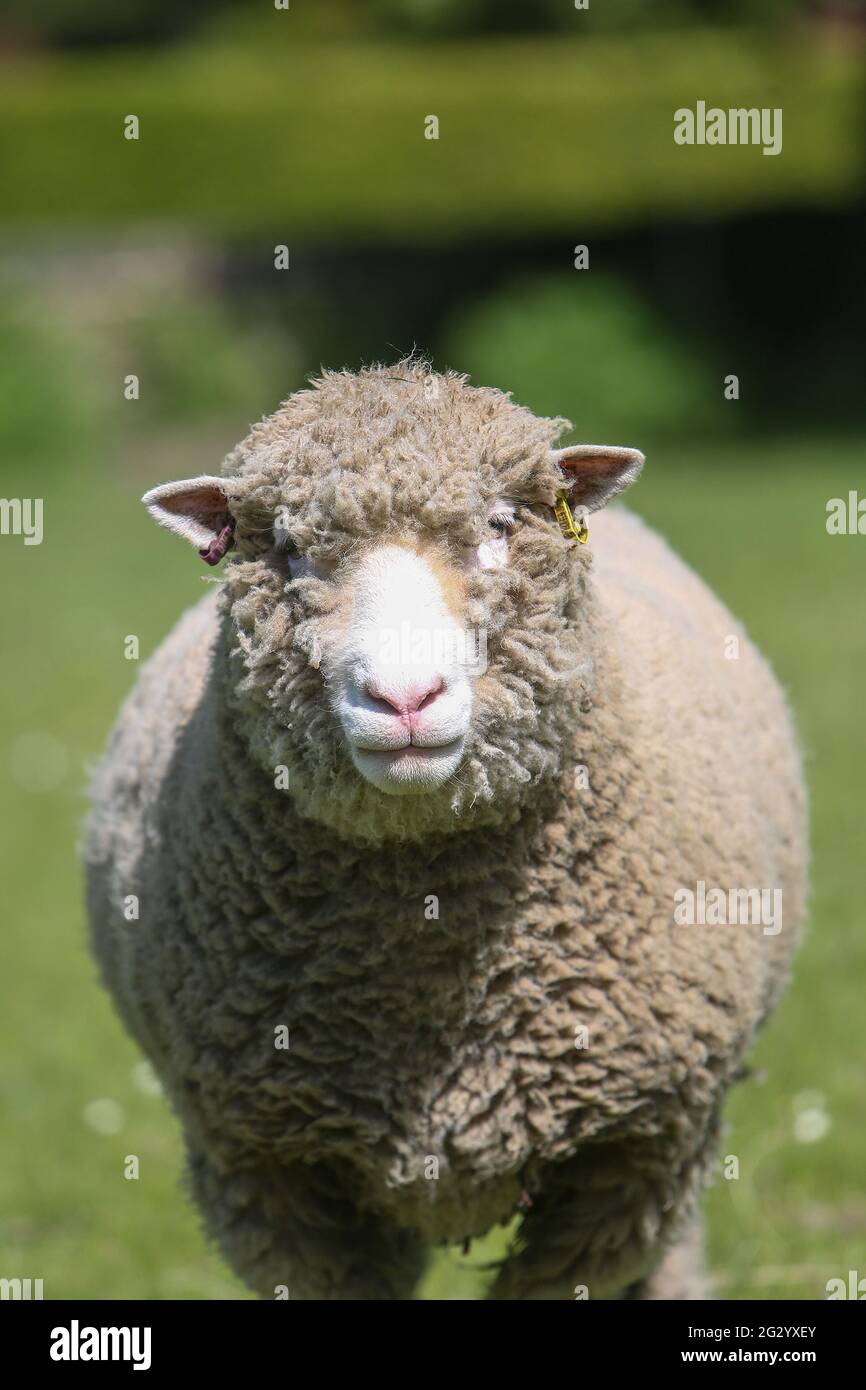 Dorset Poll Sheep in field before shearing Stock Photo - Alamy
