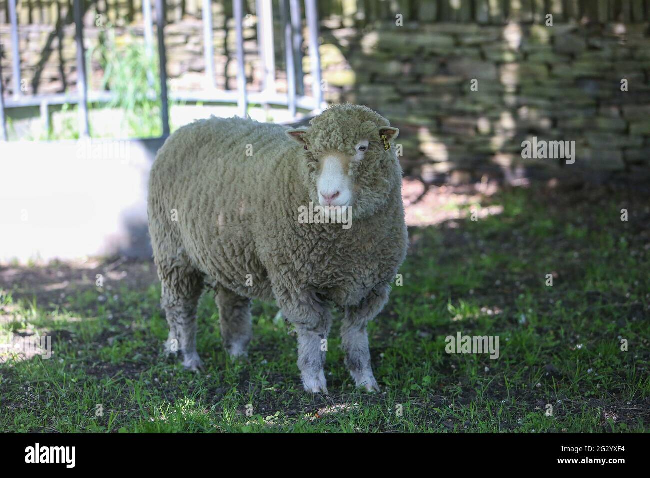 Dorset Poll Sheep in field before shearing Stock Photo - Alamy