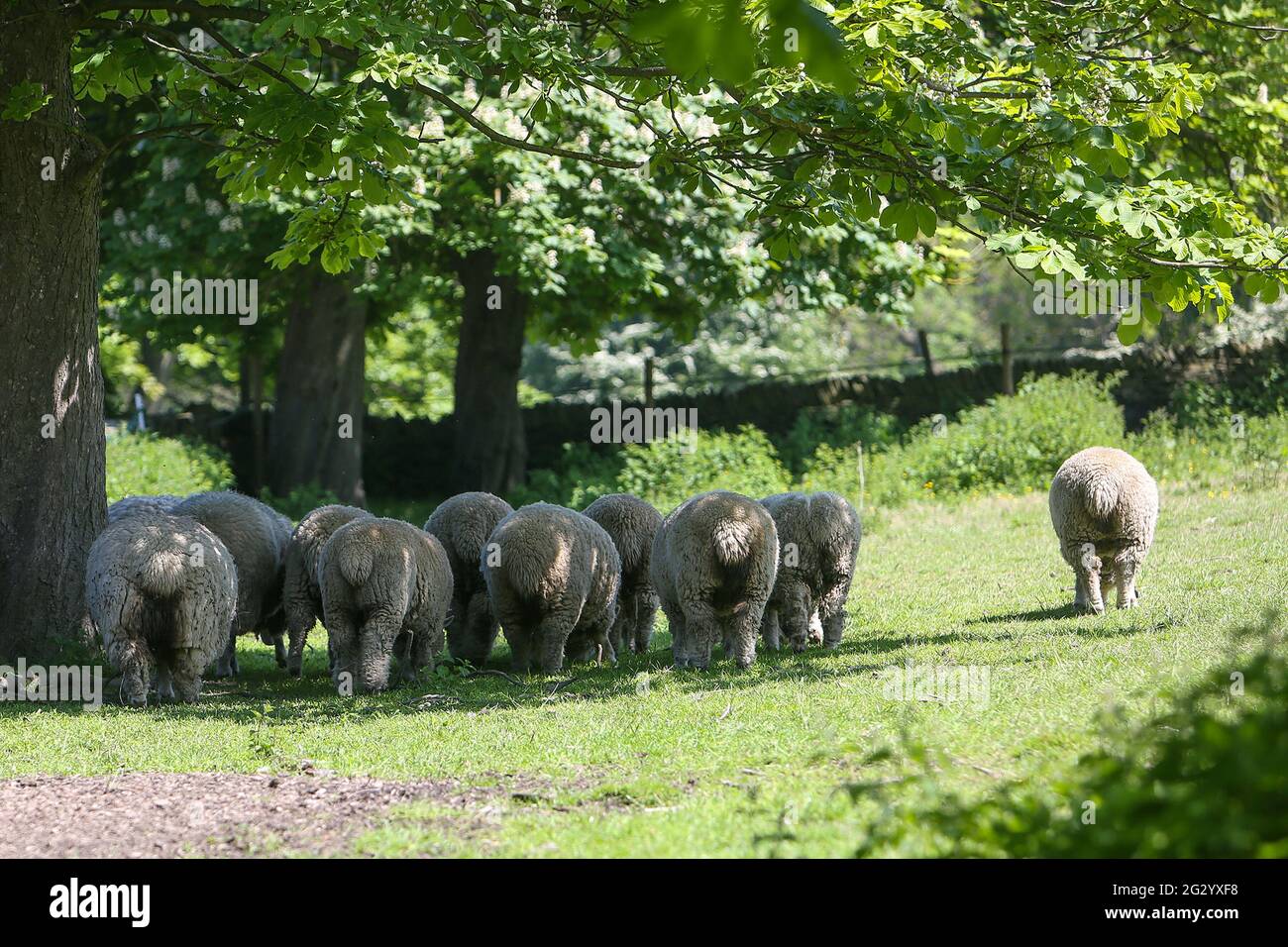 Flock of Dorset Poll Sheep in field under tree before shearing Stock ...