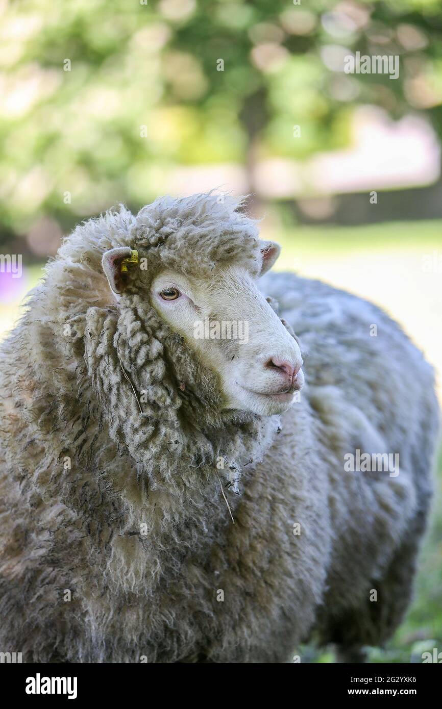 Purebred sheep hi-res stock photography and images - Alamy