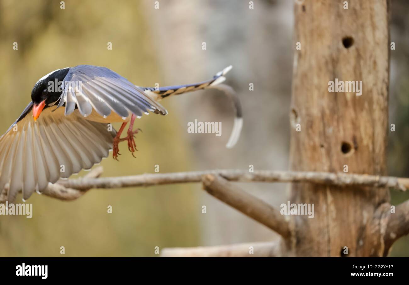 Red Billed Blue Magpie Urocissa Erythroryncha High Resolution Stock ...