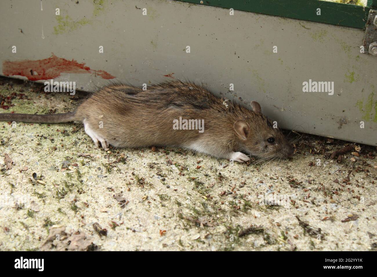 Brown and white mouse hi-res stock photography and images - Alamy