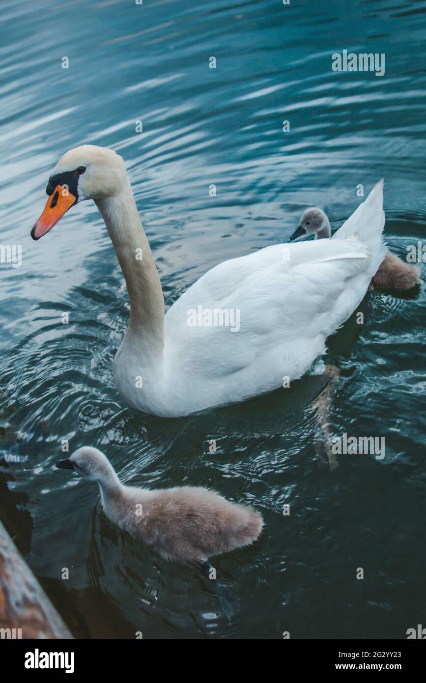 swans family in lake water close up love care Stock Photo - Alamy