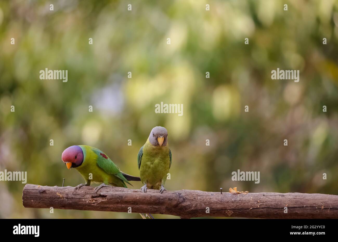Slaty headed parakeets hi-res stock photography and images - Alamy
