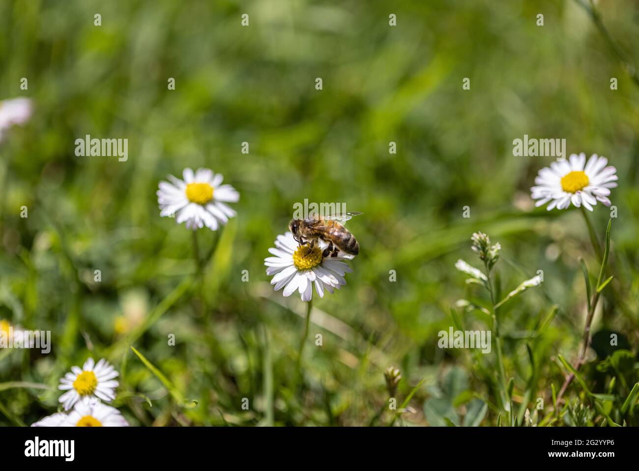 Honey Bee extracting pollen from a daisy during the summer Stock Photo ...