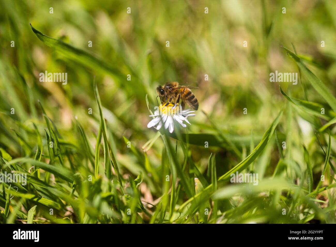 Honey bee collecting nectar from a daisy in a overgrown grassy garden ...