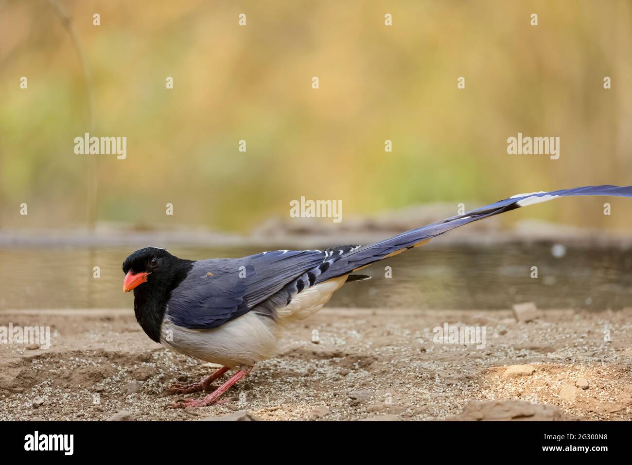 Red-billed blue magpie (Urocissa erythrorhyncha) perched on tree branch ...