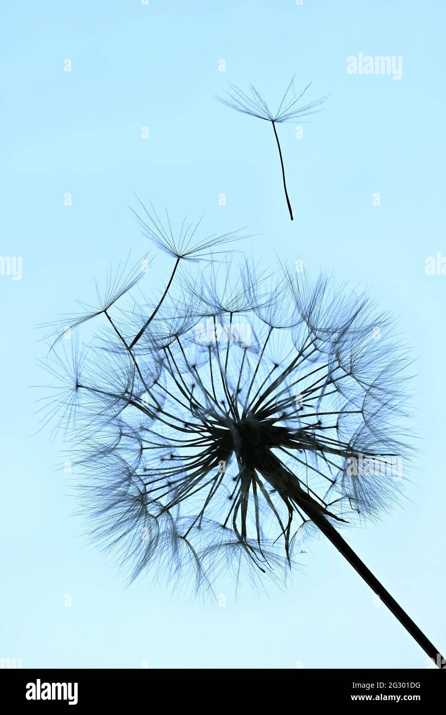 Winged seeds flying away from a dandelion head in the sky Stock Photo ...