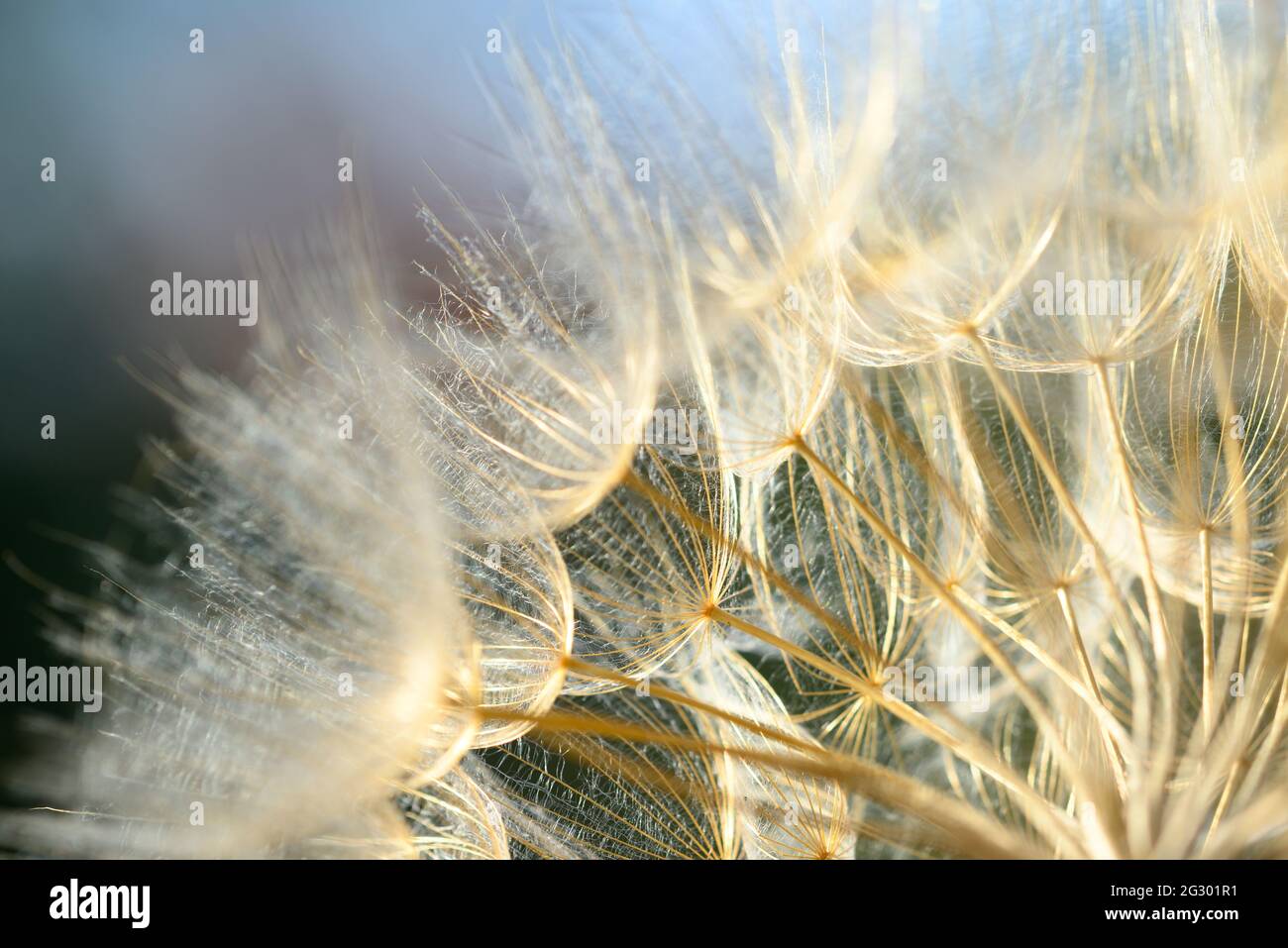 Close up of winged seeds of dandelion head plant Stock Photo - Alamy