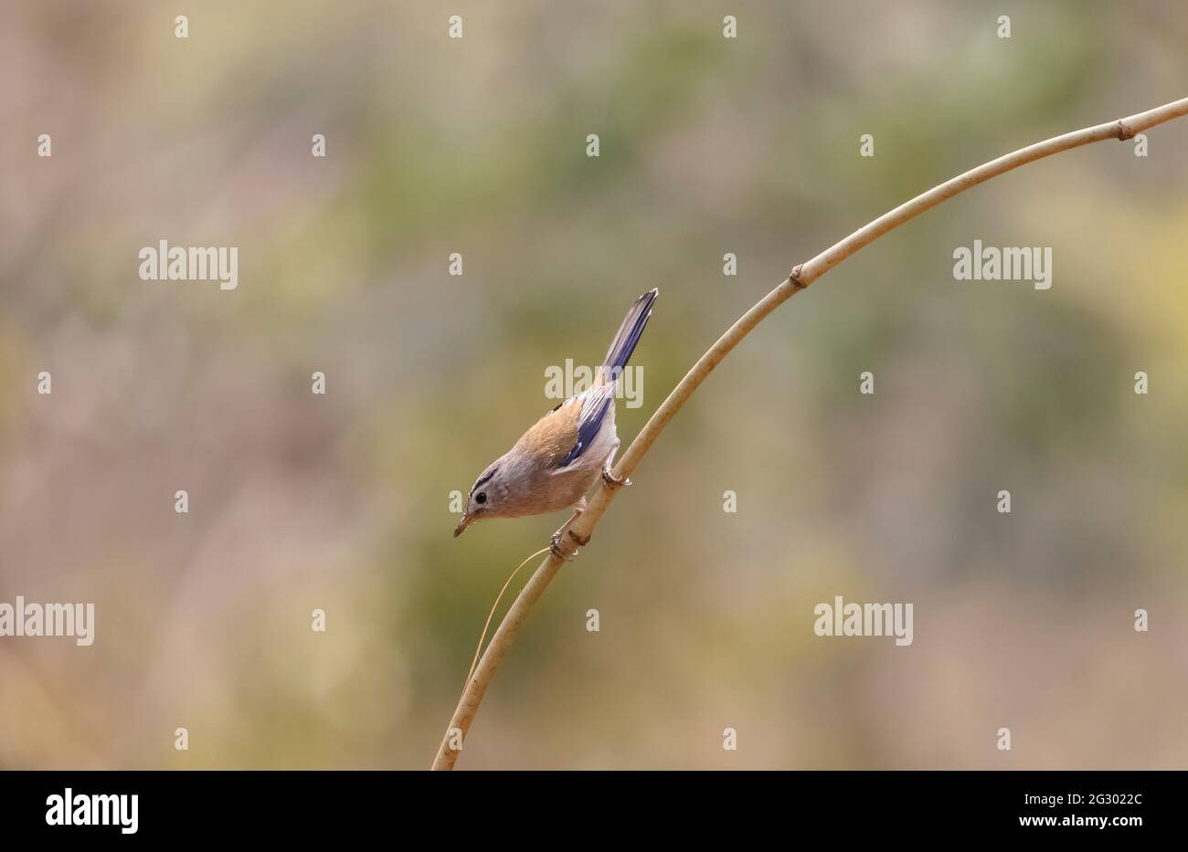 Blue-winged Minla (Siva cyanouroptera), also known as the blue-winged ...