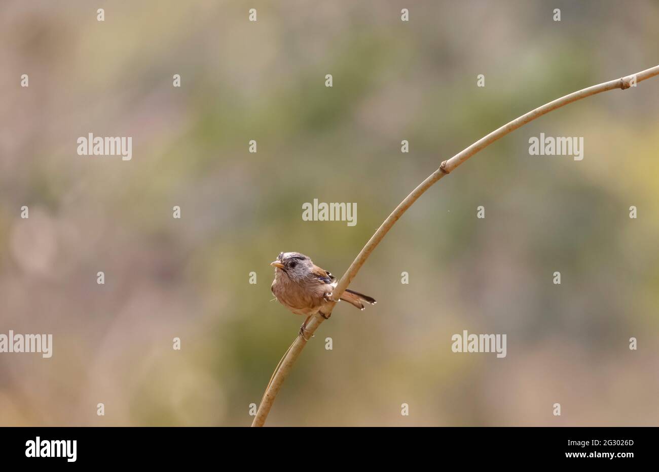 Blue-winged Minla (Siva cyanouroptera), also known as the blue-winged ...