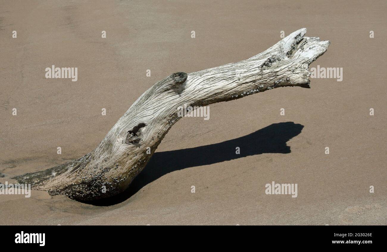 Large driftwood branch extending across a beach Stock Photo - Alamy