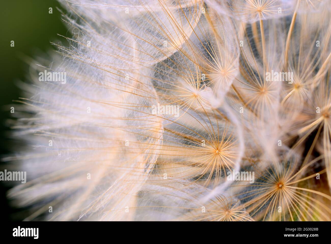 Close up of winged seeds of dandelion head plant Stock Photo - Alamy