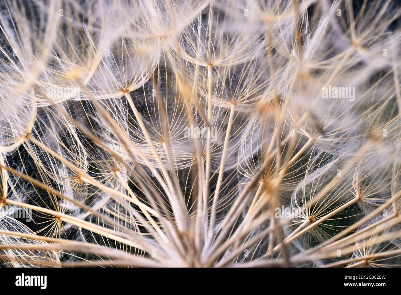Close up of winged seeds of dandelion head plant Stock Photo - Alamy