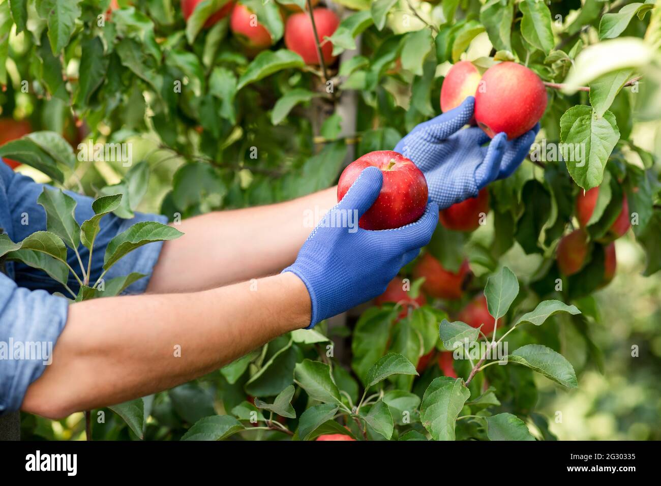 Harvesting fruits hi-res stock photography and images - Alamy