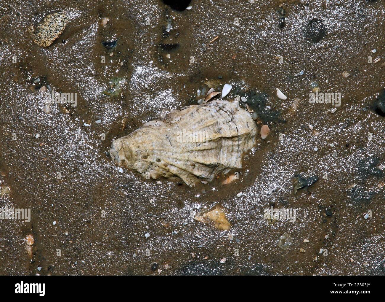 Sea shells, stones on wet beach sand, multiple colors Stock Photo - Alamy