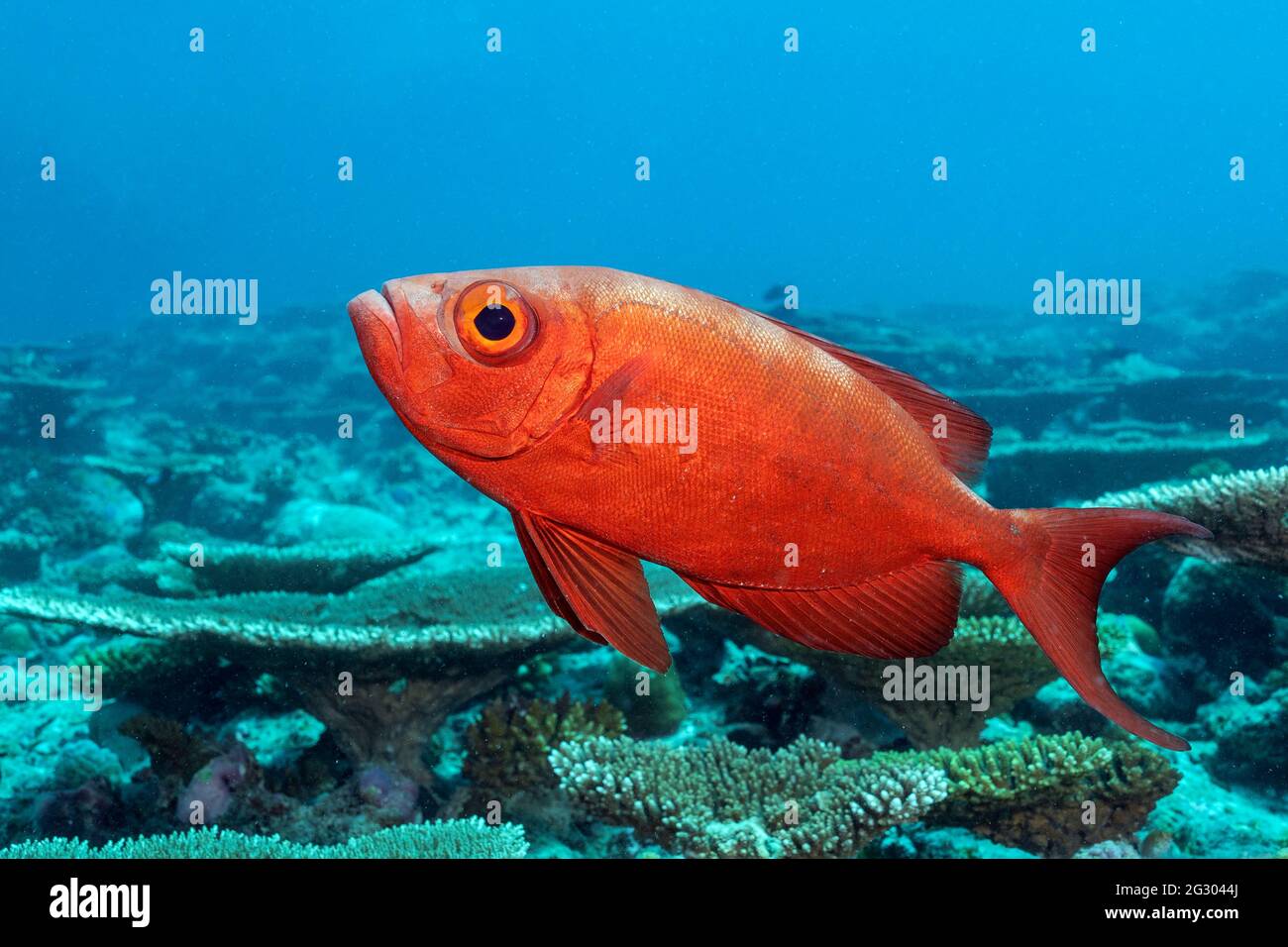 Crescent tail bigeye, priacanthus hamrur, in Maldives Stock Photo - Alamy