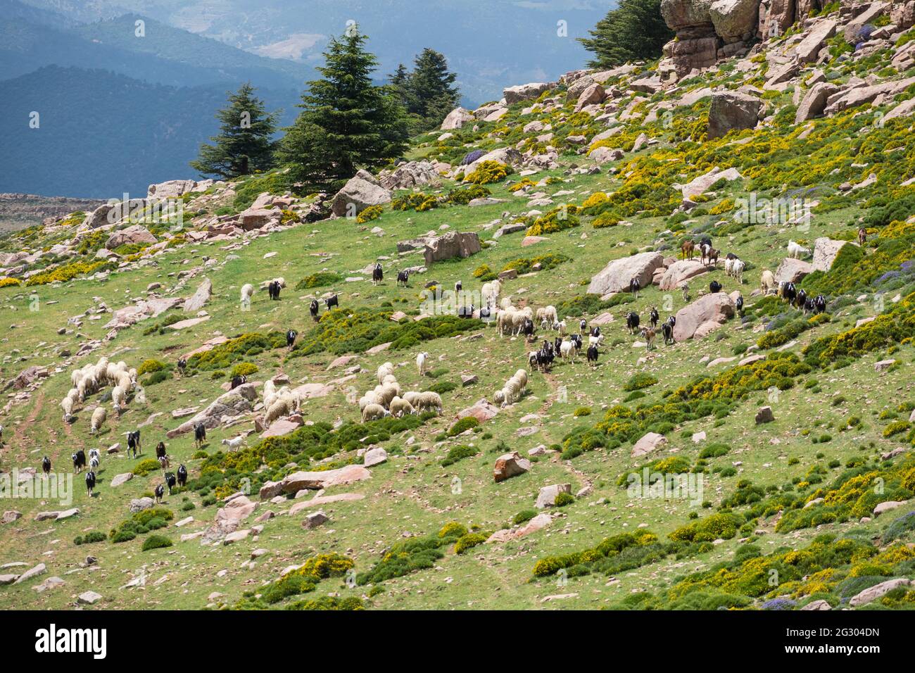 Scenic View from Chelia National Park. Atlas Cedar Forest (Cedrus ...