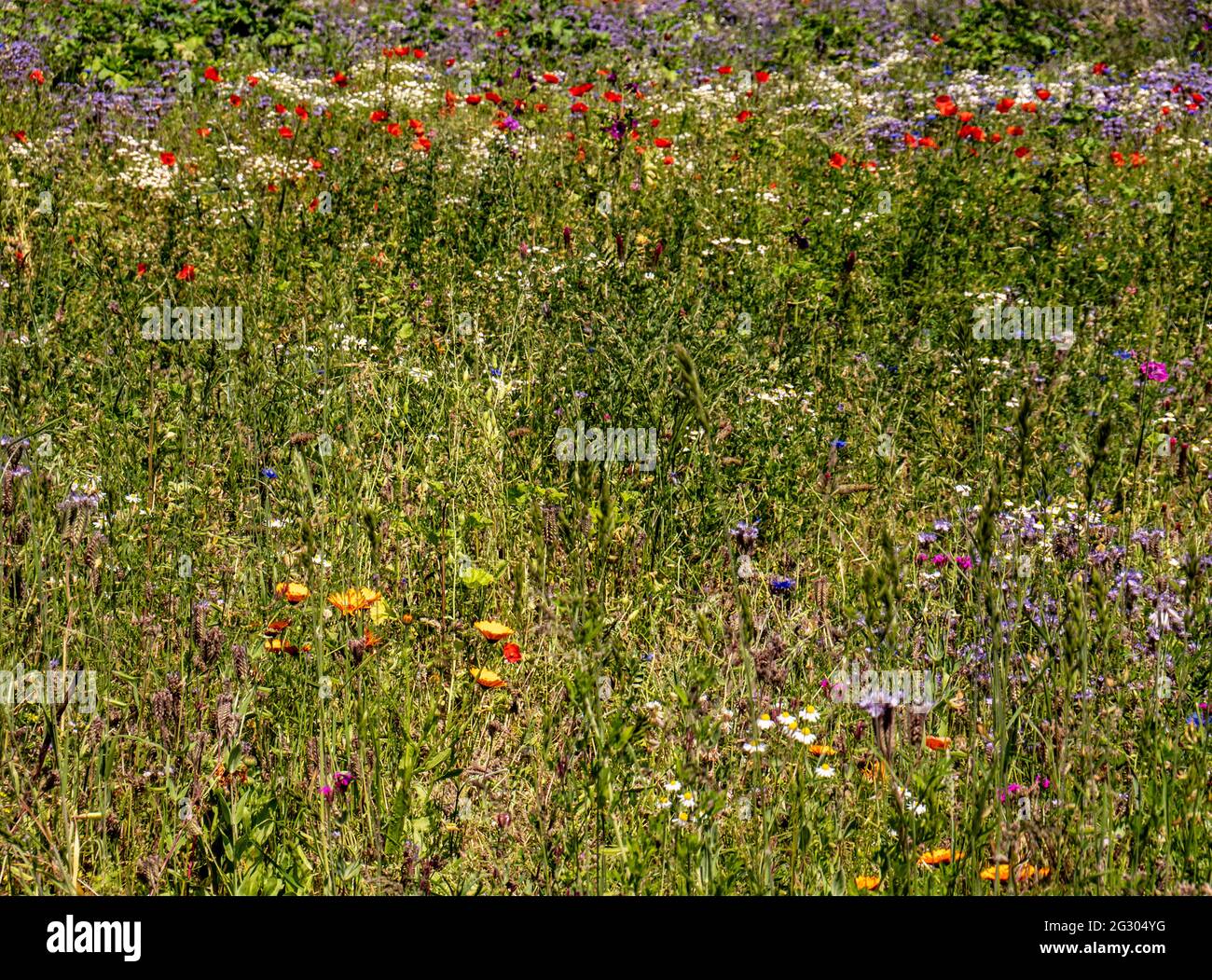 Insect meadow with many flowers blooms in spring Stock Photo - Alamy
