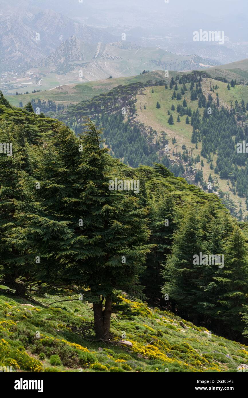 Scenic View from Chelia National Park. Atlas Cedar Forest (Cedrus ...