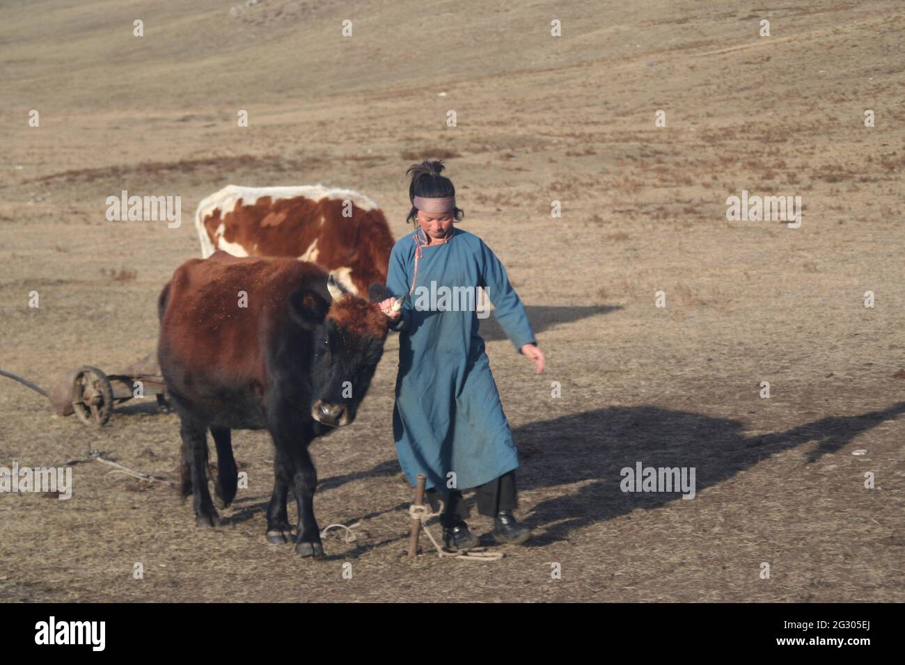 Young female Mongolian farmer with her cows, Mongolia Stock Photo - Alamy