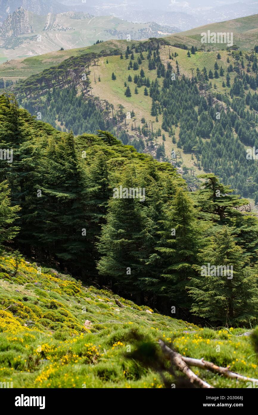 Scenic View from Chelia National Park. Atlas Cedar Forest (Cedrus ...