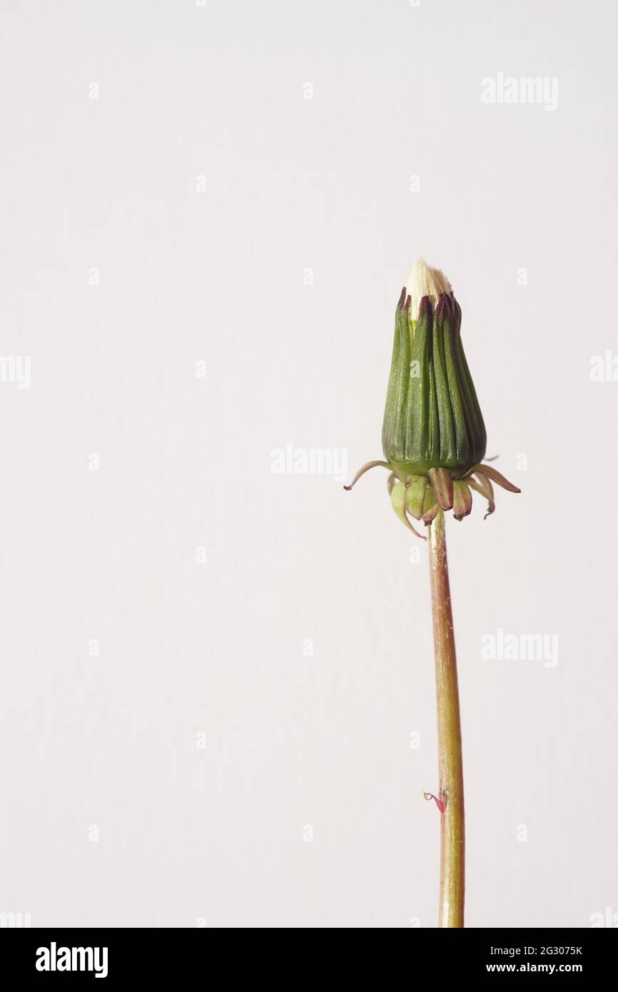 Closed dandelion flower on a white background Stock Photo - Alamy