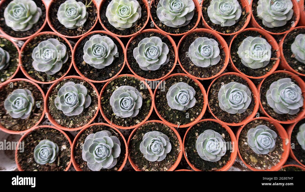 A top view of rows of beautiful succulents on red pots Stock Photo - Alamy