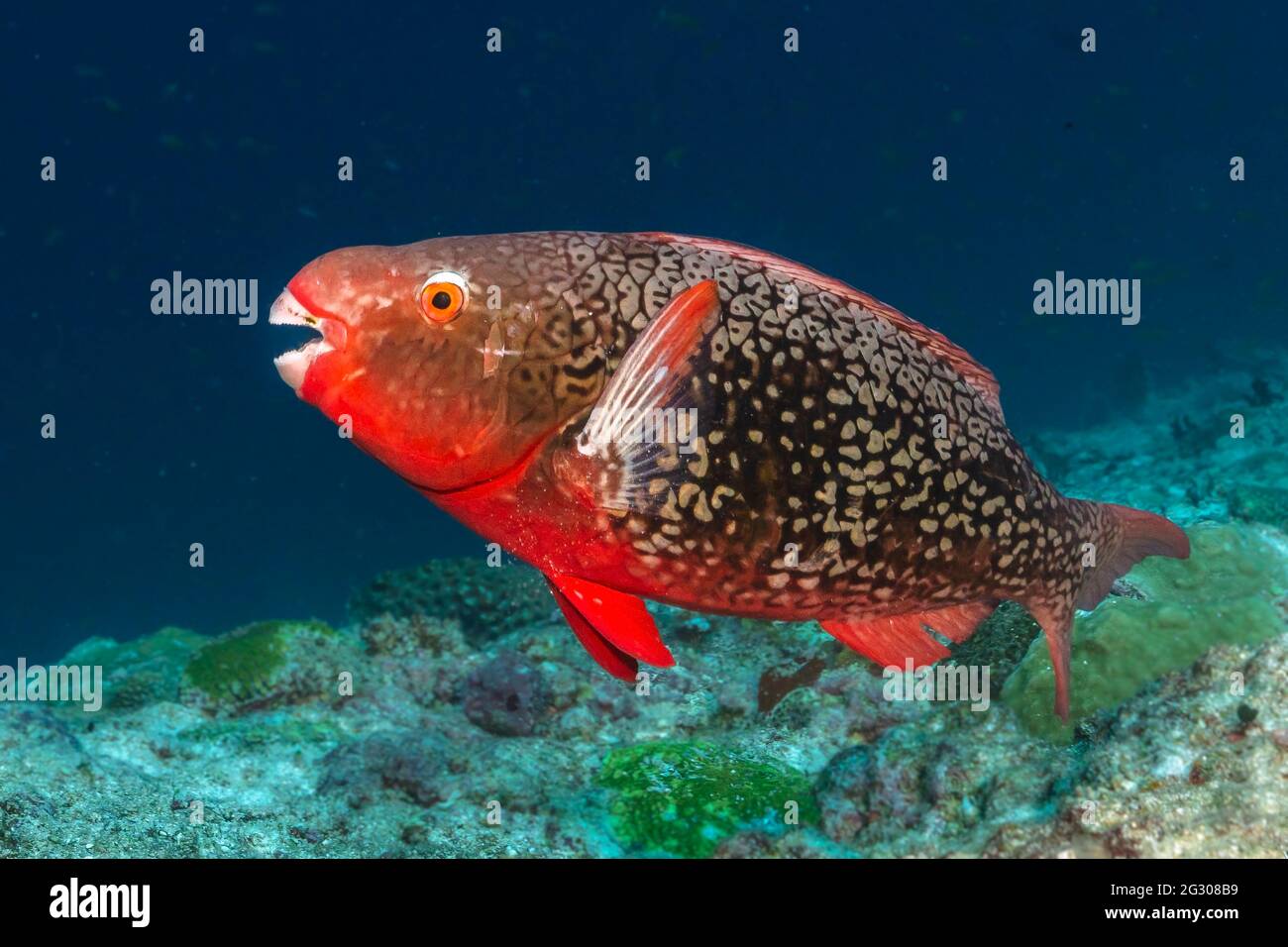Red Lip Parrot Fish Diet