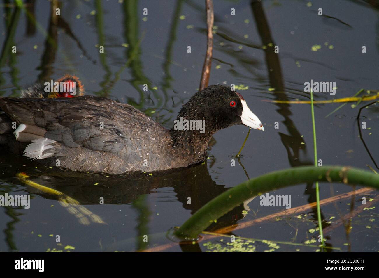 American coot floats in hi-res stock photography and images - Alamy