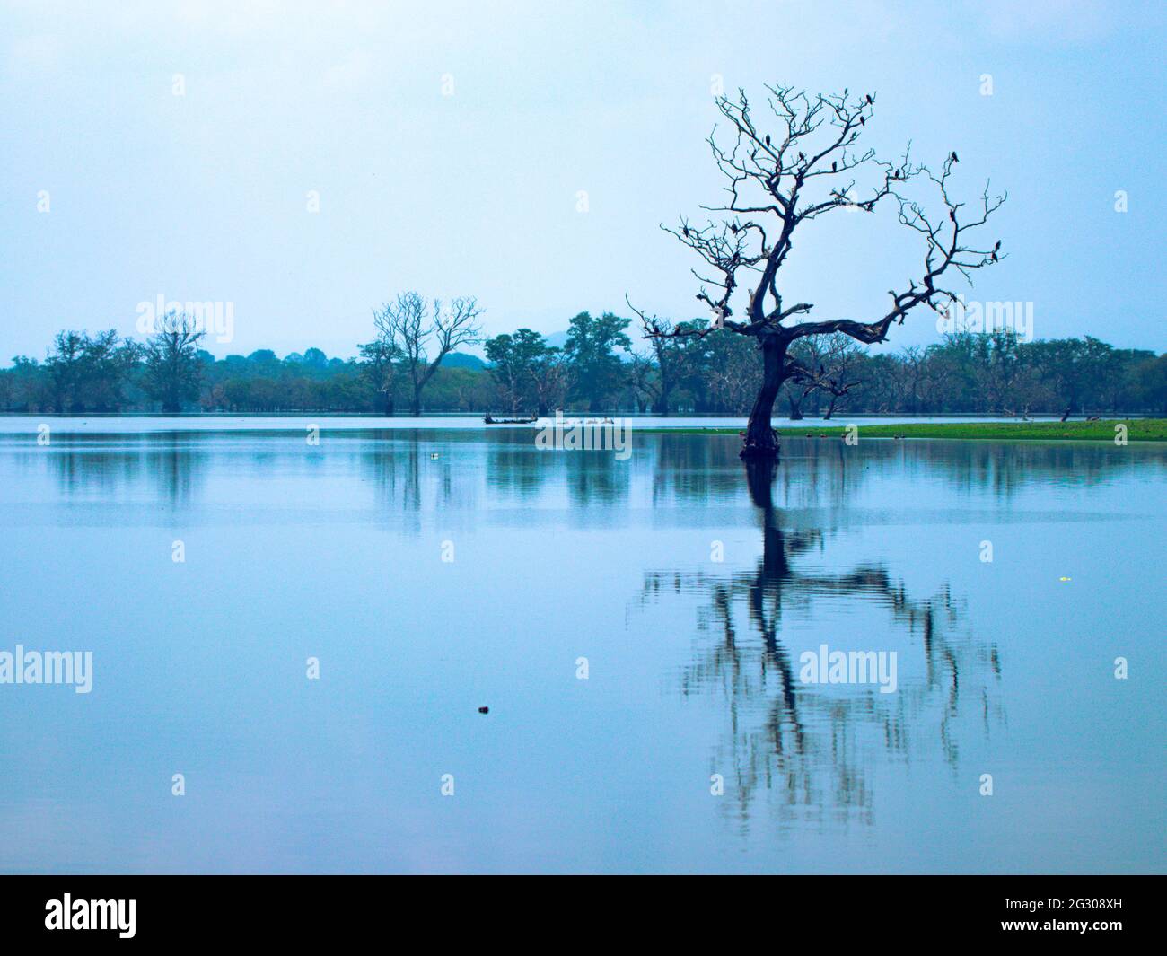 Trees in a water tank Stock Photo - Alamy