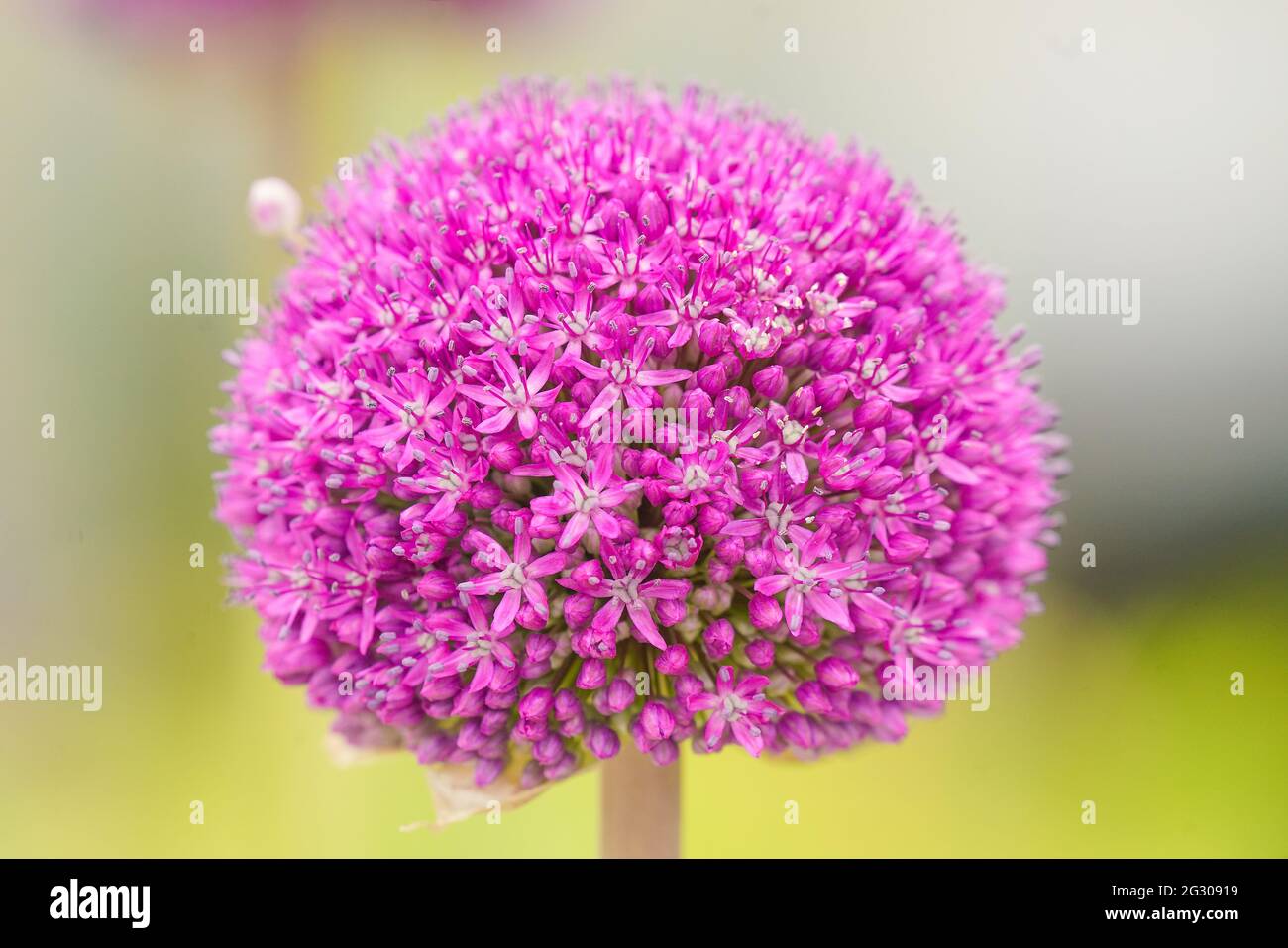 A selective focus shot of an exotic pink flower shaped like a globe ...