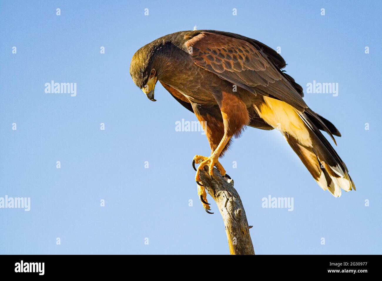 A harris hawk perches on a branch at the Sonoran Desert Museum outside ...