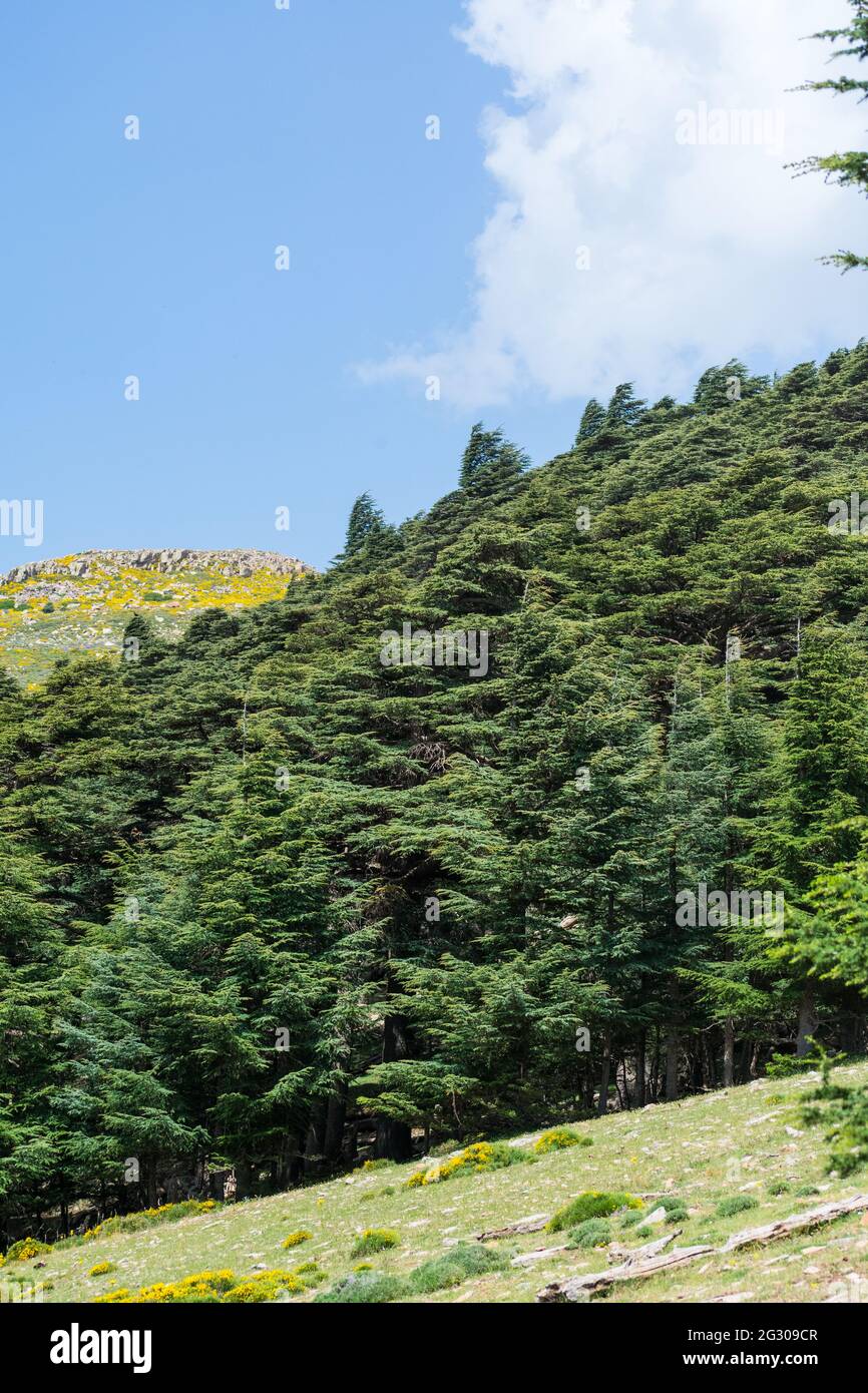 Scenic View from Chelia National Park. Atlas Cedar Forest (Cedrus ...