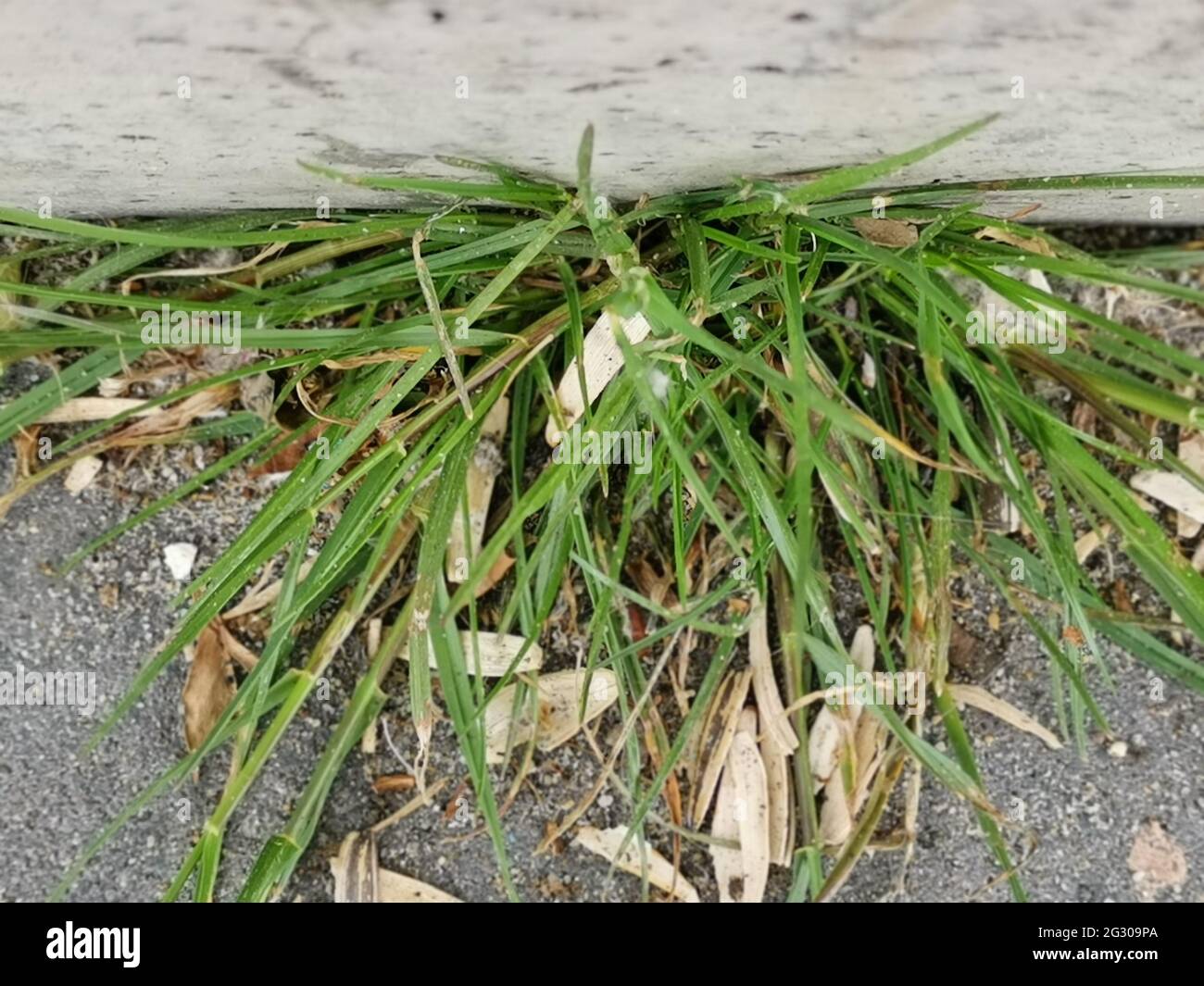 An overhead shot of green grass growing in a dry soil Stock Photo - Alamy