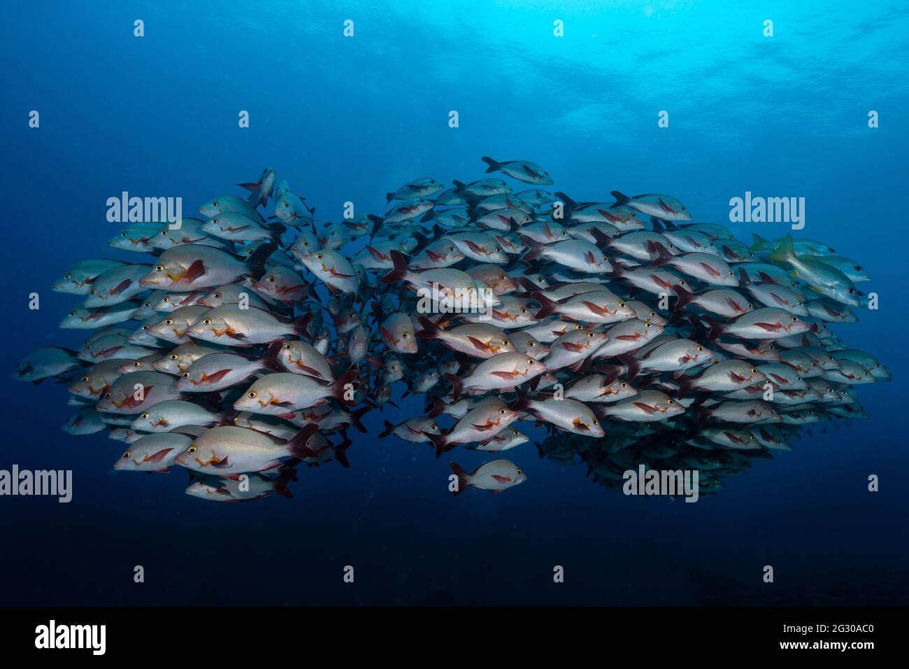Humpback Snapper, Lutjanus gibbus, school in Maldives Stock Photo - Alamy