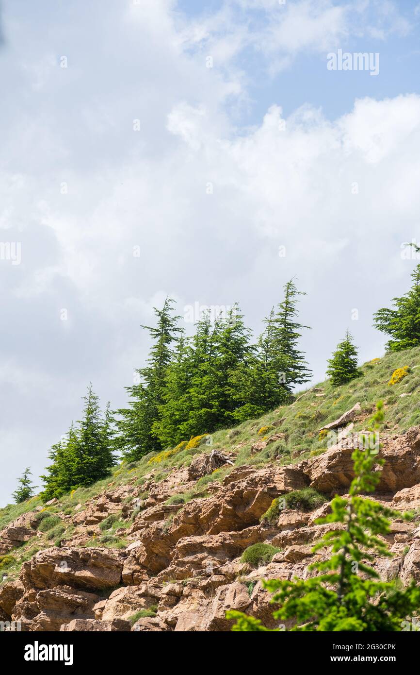 Scenic View from Chelia National Park. Atlas Cedar Forest (Cedrus ...