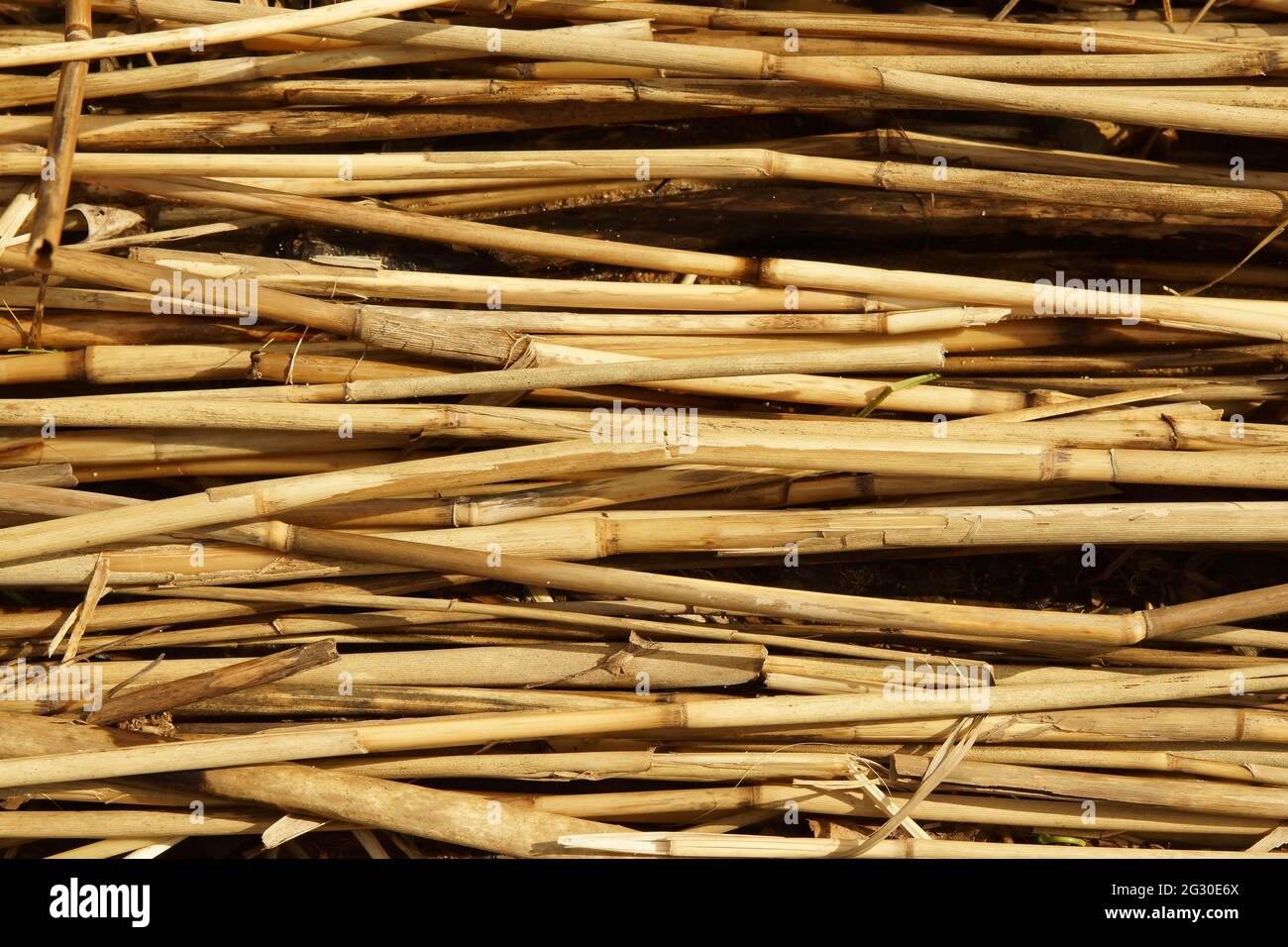 Dry reeds texture. Organic nature wallpaper of yellow cane. Natural ...
