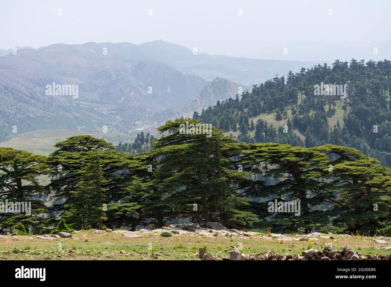 Scenic View from Chelia National Park. Atlas Cedar Forest (Cedrus ...