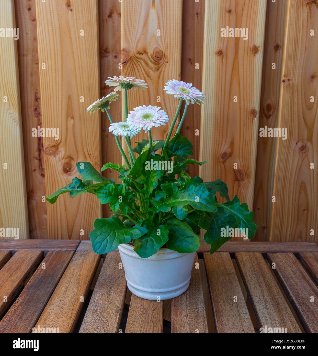 Daisy flower pot hi-res stock photography and images - Alamy