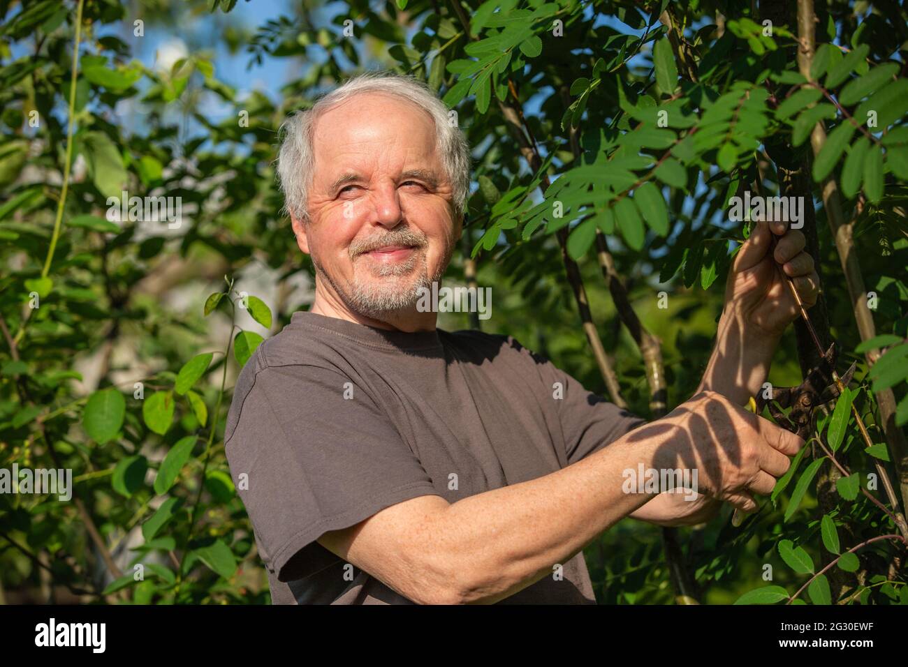 Smilling senior man or pensioner gardening at his huge garden, cutting ...